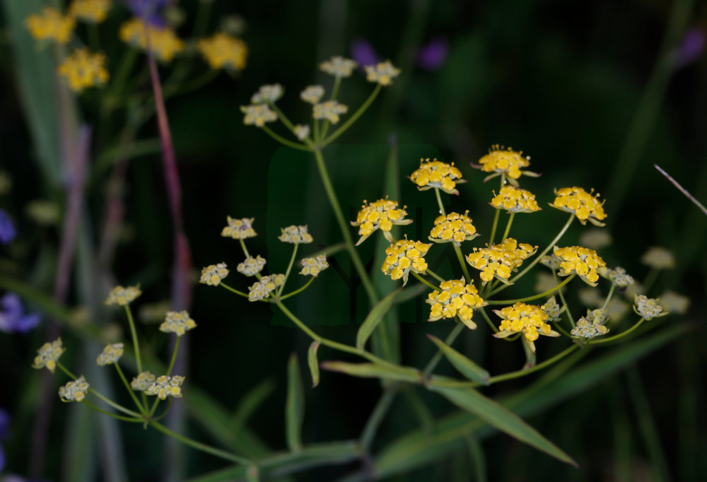 Bupleurum, Northern - Herb Whisperer