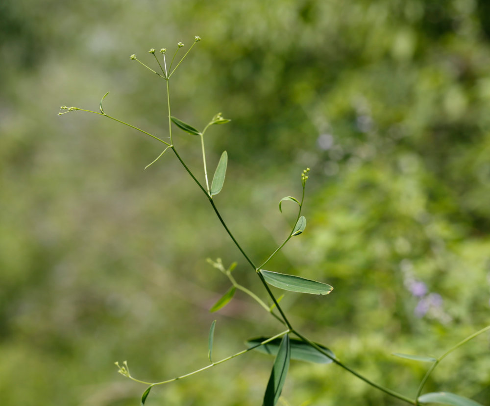 Bupleurum, Northern - Herb Whisperer