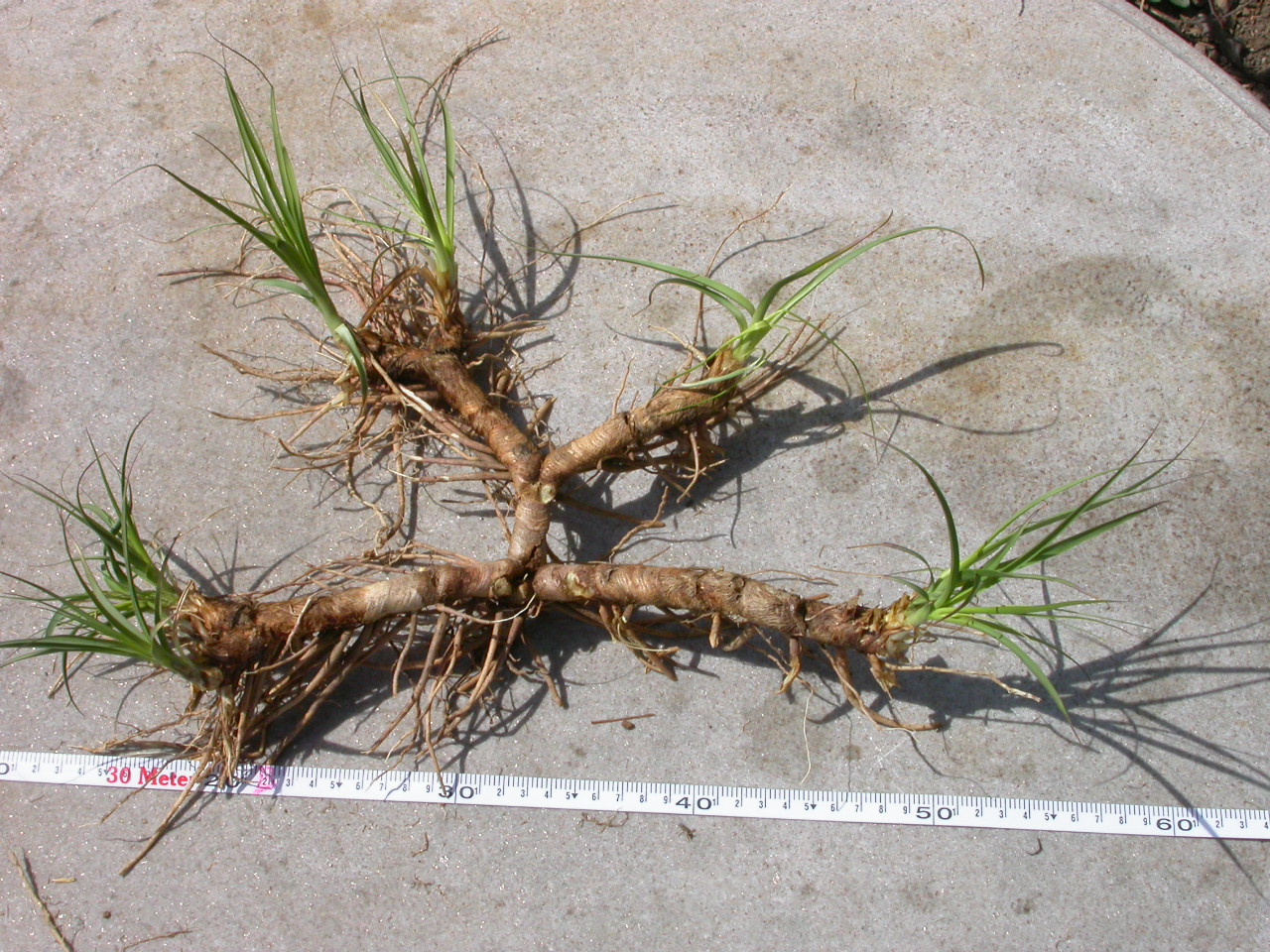 Zhimu (Anemarrhena asphodeloides) SEEDS - Herb Whisperer