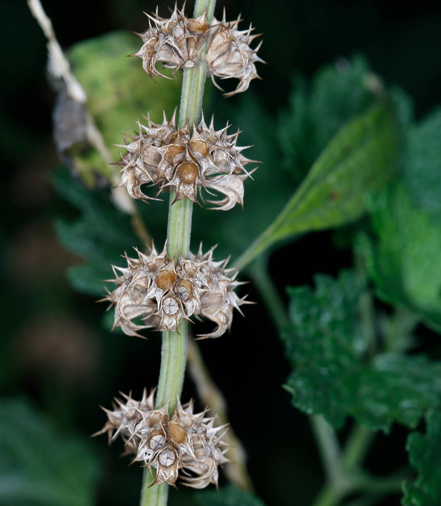 Motherwort, Chinese - Herb Whisperer