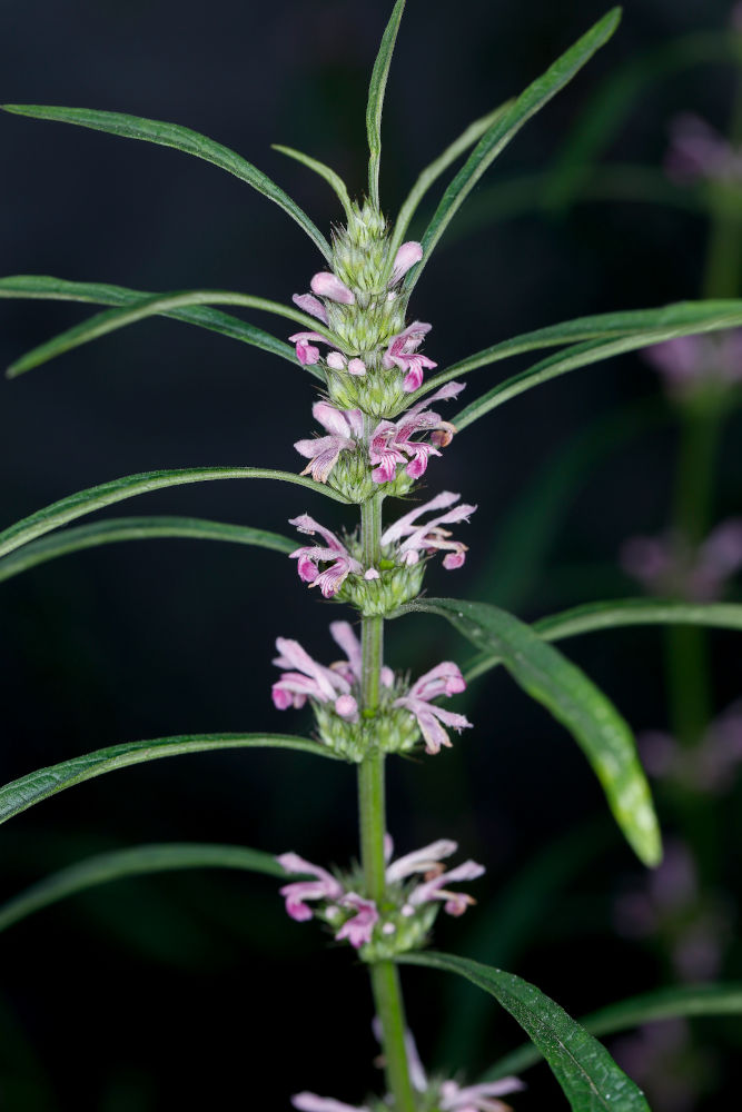 Motherwort, Chinese - Herb Whisperer