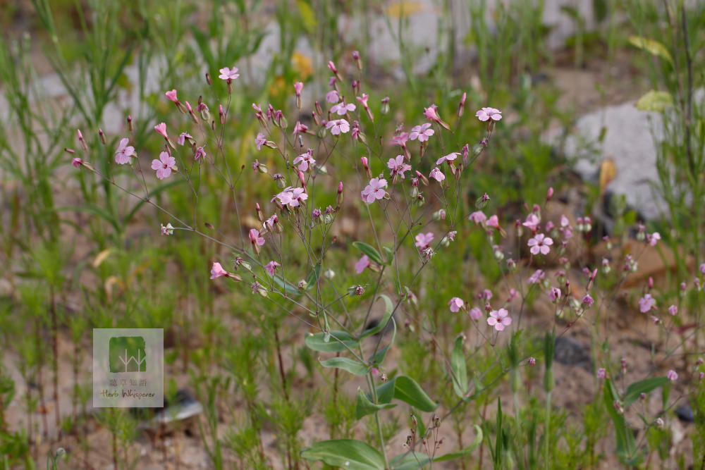 Vaccaria - Herb Whisperer