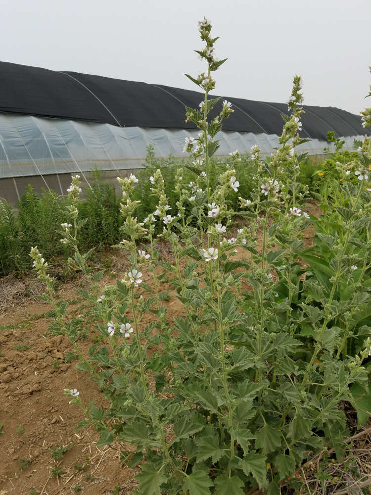 Marshmallow - Herb Whisperer