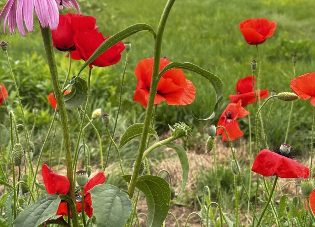 Poppy (Papaver rhoeas) 300 seed – Herb Whisperer