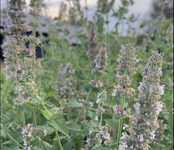 Catnip (Nepeta cataria ) 200 seeds – Herb Whisperer